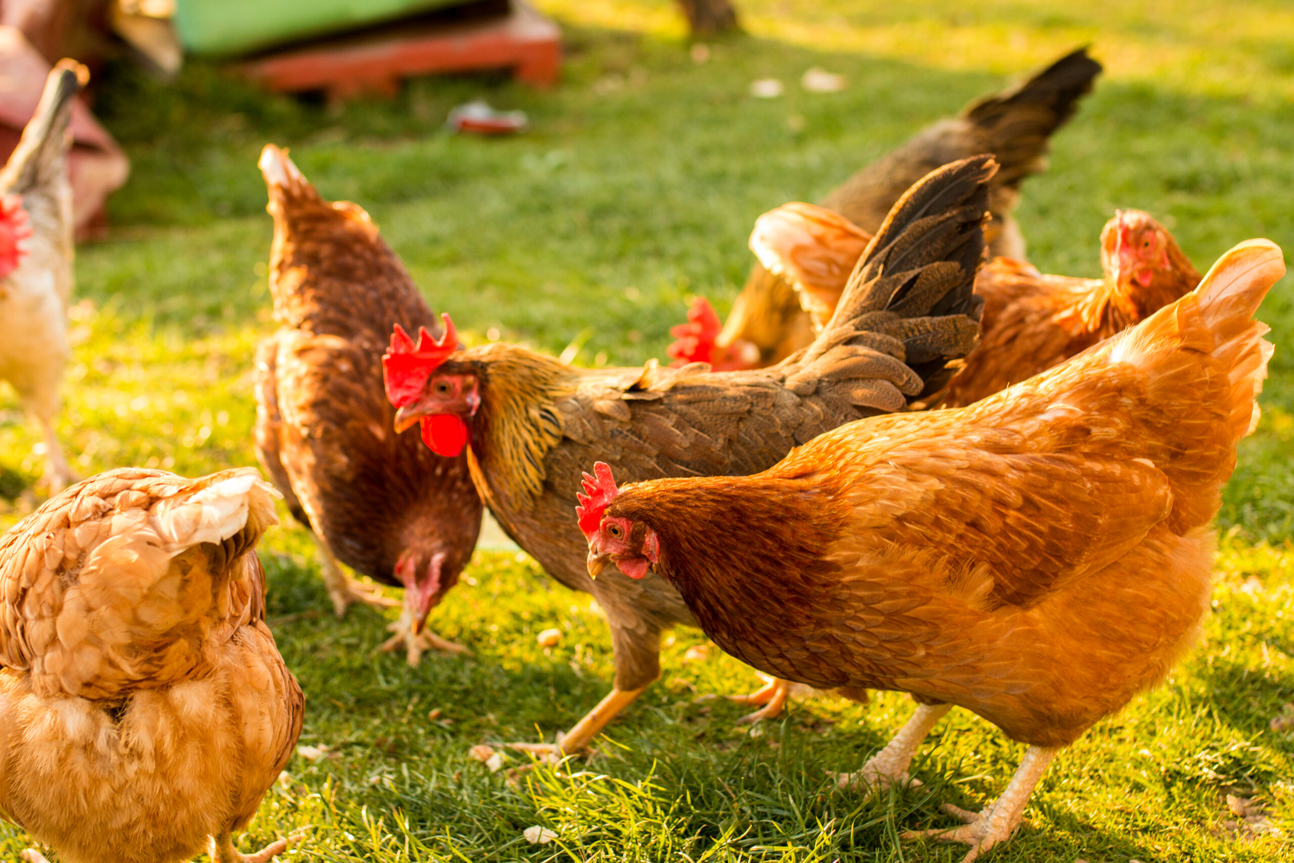 An Overview of E. Coli In Chickens - Engrain
