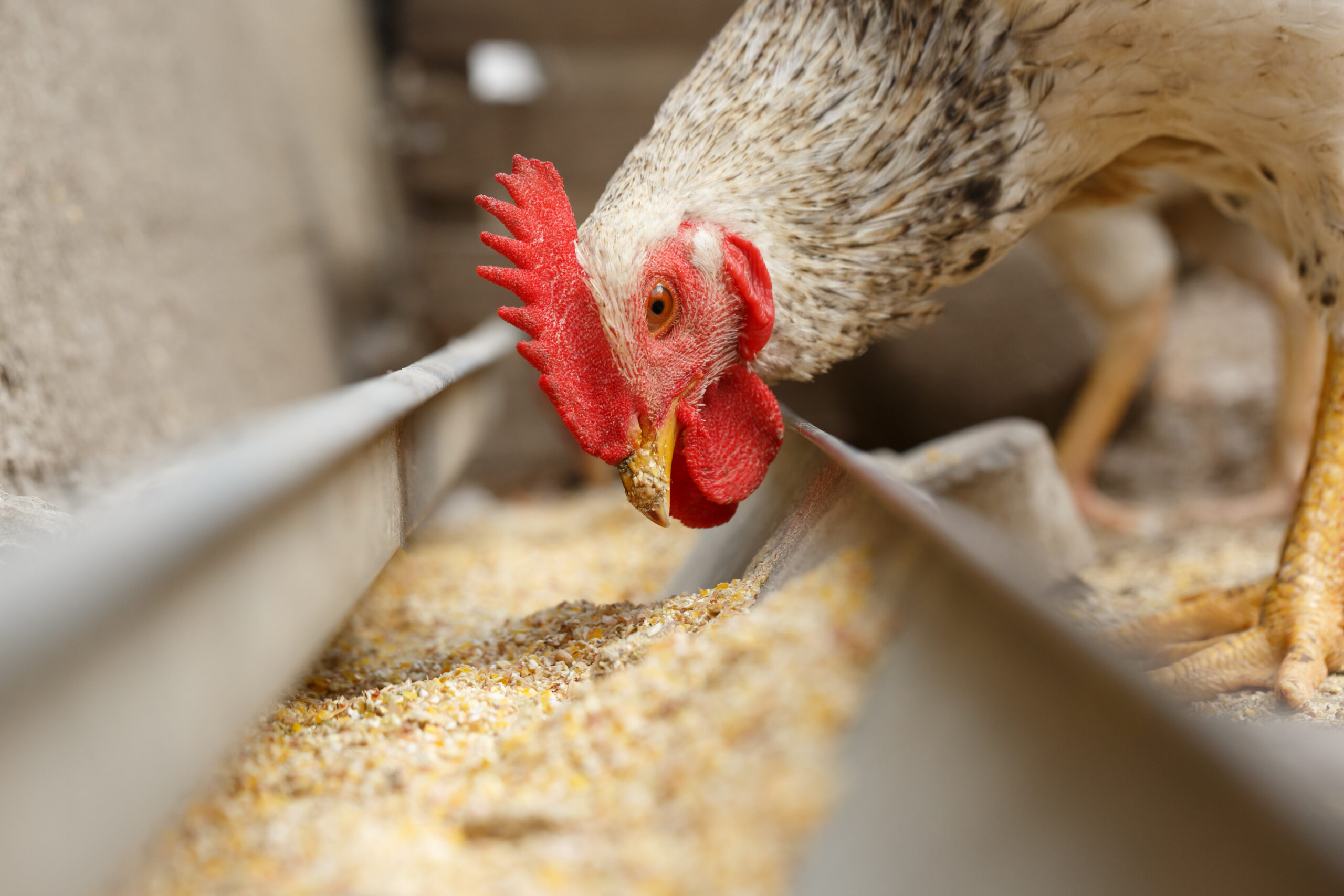 5 Ways To Improve Your Chicken Feed Conversion Ratio - Engrain