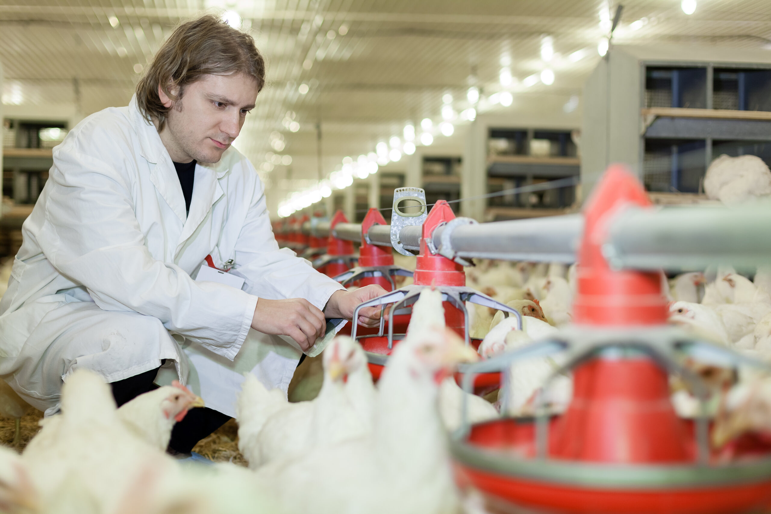 Review: Current Challenges In Poultry Nutrition, Health, And Welfare ...