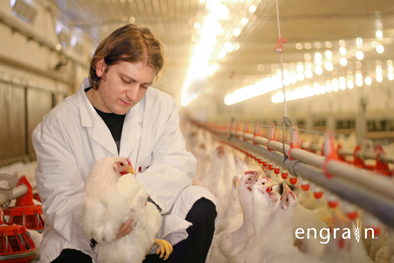 6 enfermedades comunes de los pollos y cómo controlarlas - Engrain